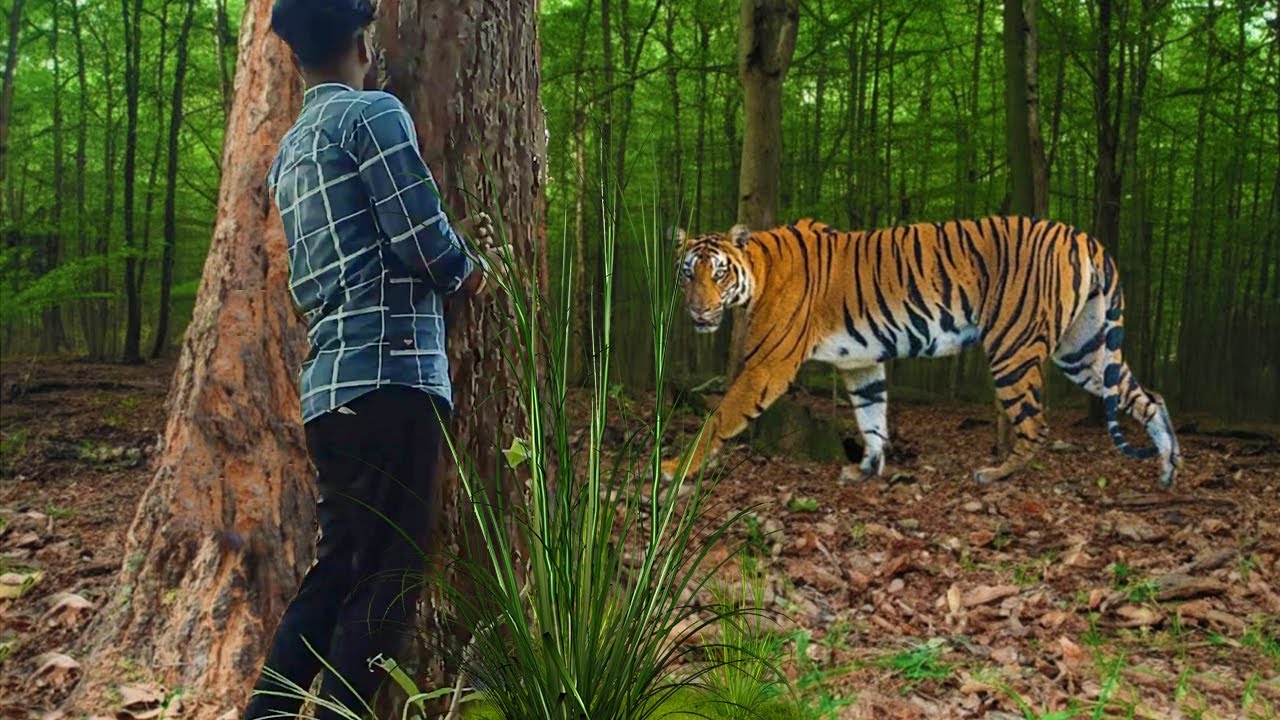 Tiger Attack Man In Real Life | Royal Bengal Tiger Attack Man In the ...