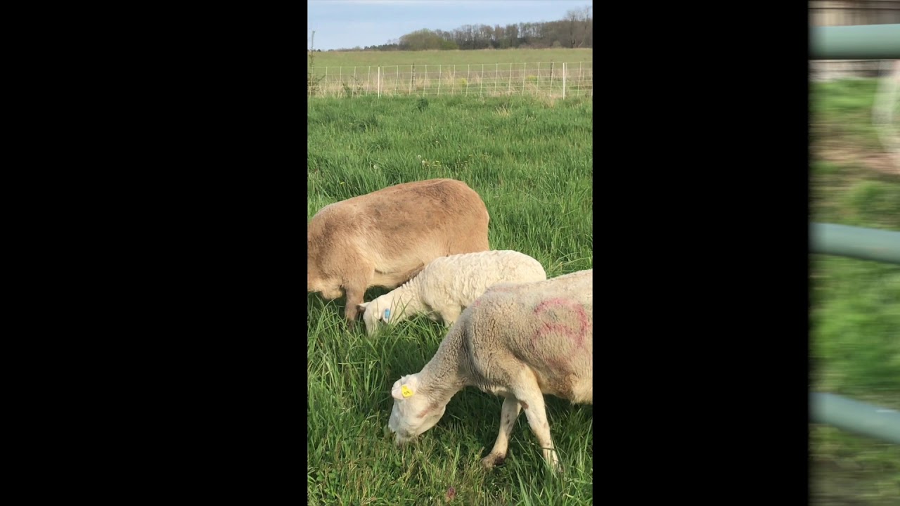 The First Sheep Move Of The Year - YouTube