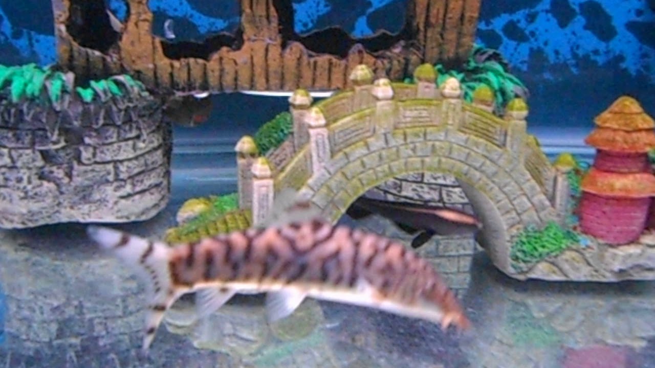 #Super Red Crayfish in a 75 gallon tank - YouTube