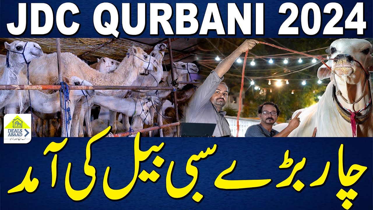 JDC Qurbani 2024 Heavy Cows And White Camels At JDC House | Bakra Eid | Heavy Cow Unloading ...