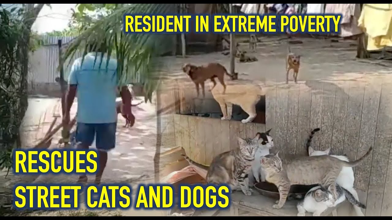 RESCUES ABANDONED DOGS AND CATS, FEEDS AND CARES FOR THEM DESPITE THEIR ...