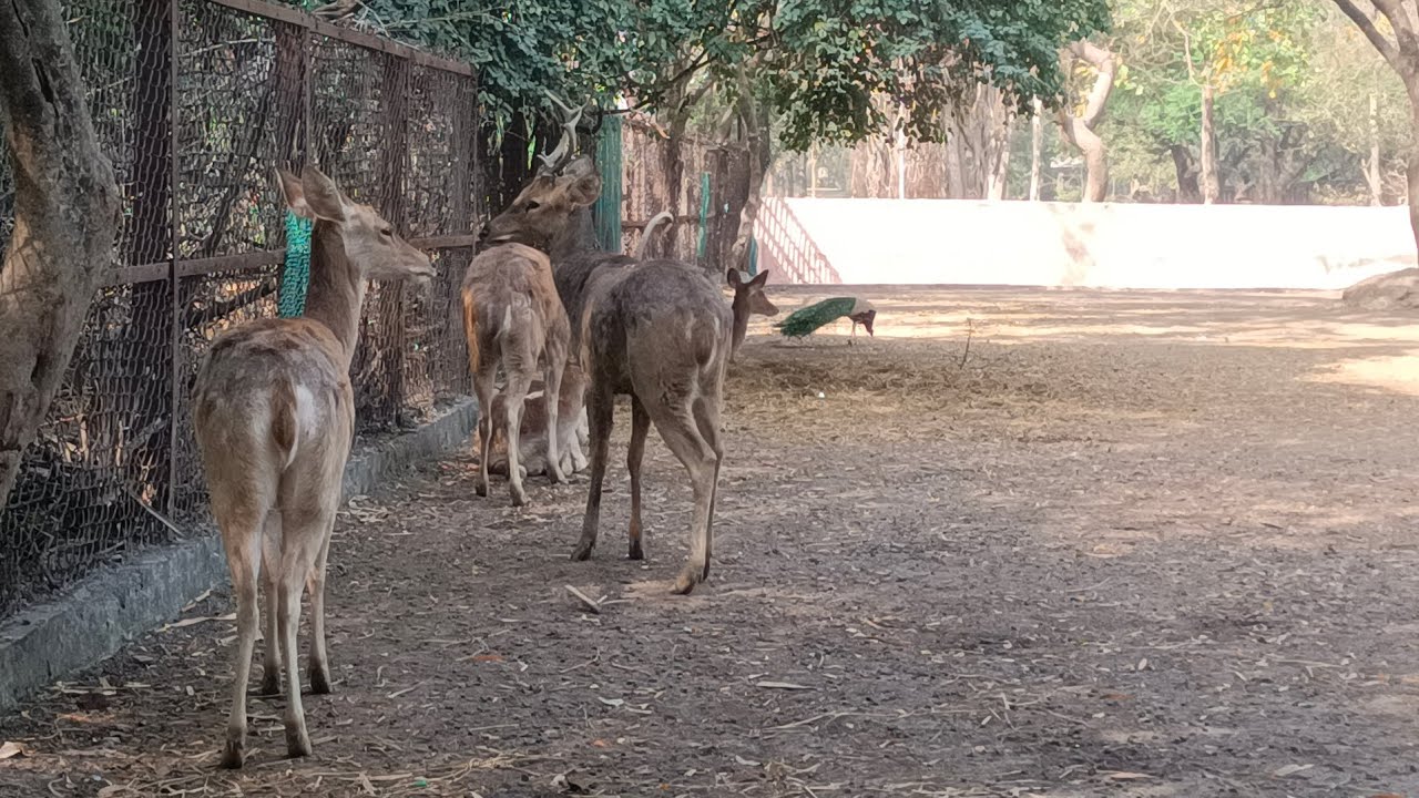 Delhi zoo kaisa hai or waha ke animal kaise kaise Hain or kon kon se ...