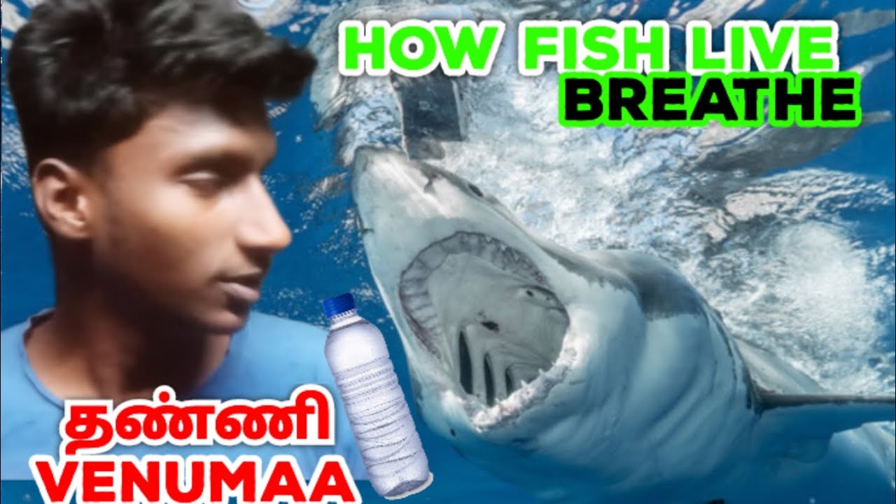 Did fish drink water for their live survival | How fish breathe 🐟 | # ...