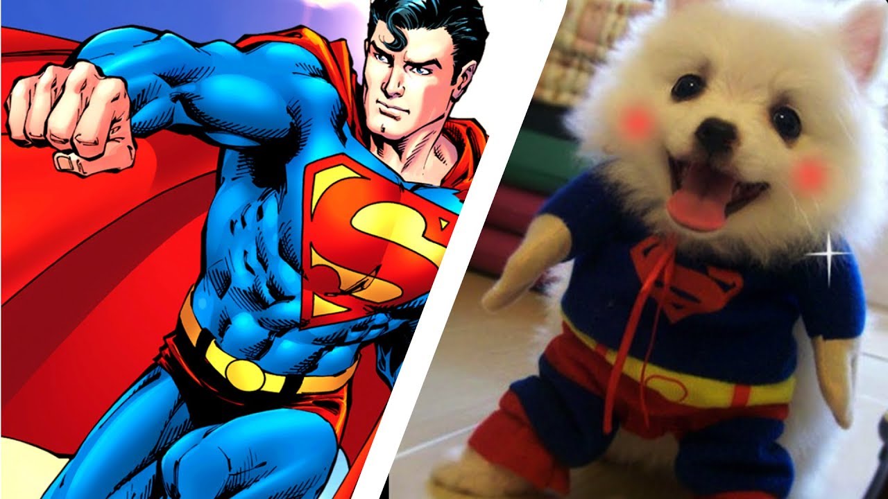 Superheroes real life as dogs 2017 - YouTube