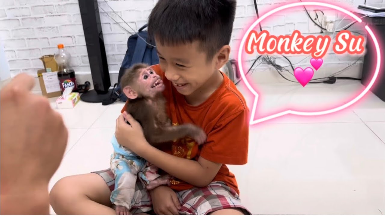Monkey Su cuddles affectionately with his brother 🥰 - YouTube