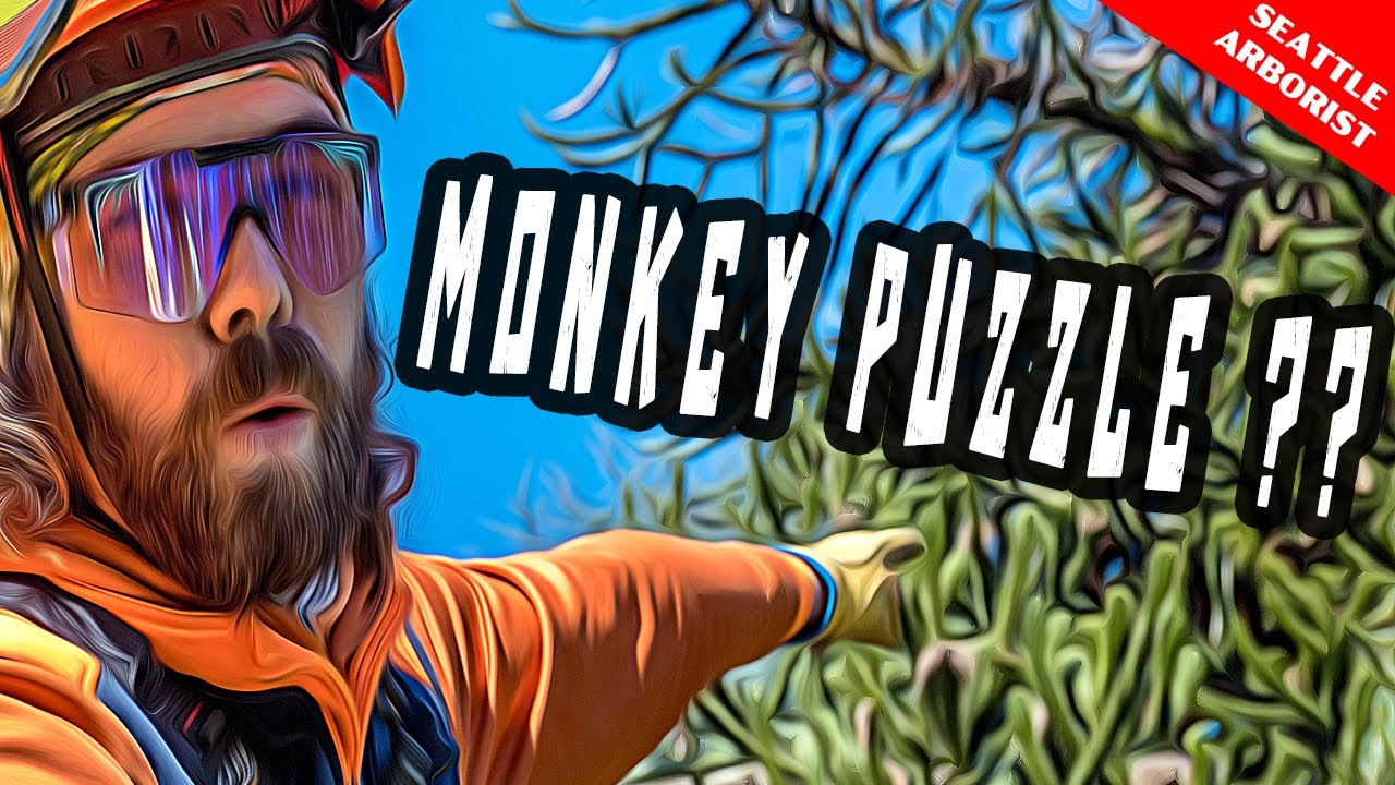 This tree might puzzle monkeys but it can't stump our arborists! - YouTube