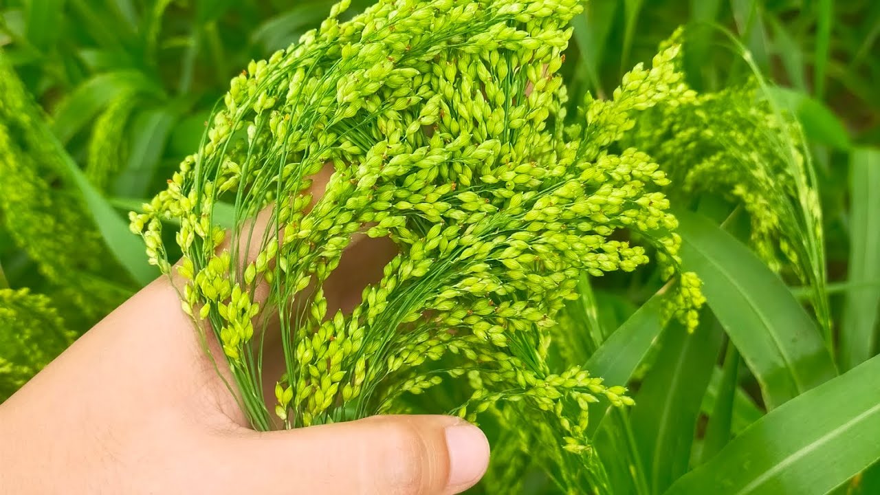 WHAT DOES KABOG PLANT LOOK LIKE? | Millet Grains at Sogod, Cebu | Ph ...