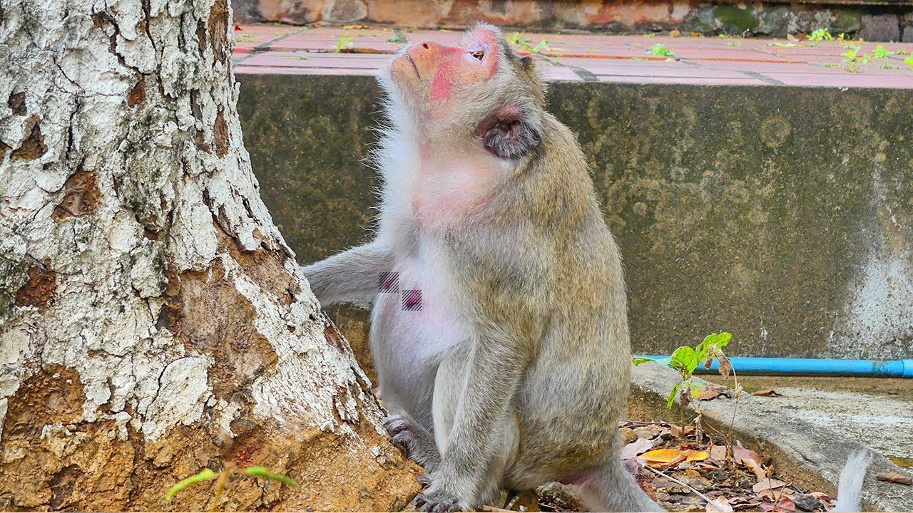 The pregnancy monkey will be giving birth as soon As a long-tail monkey ...