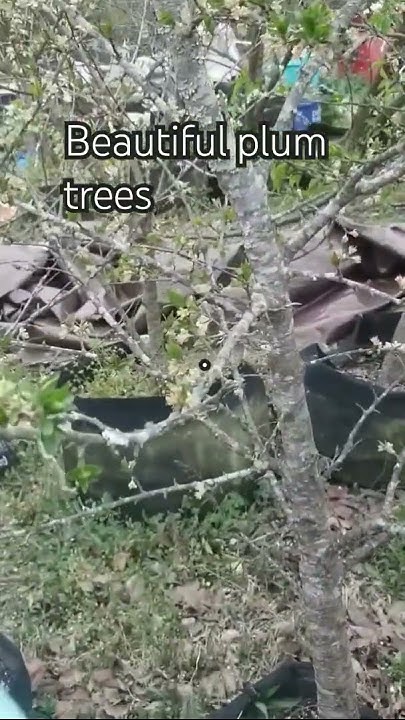 Beautiful plum trees in bloom #fruit #food - YouTube