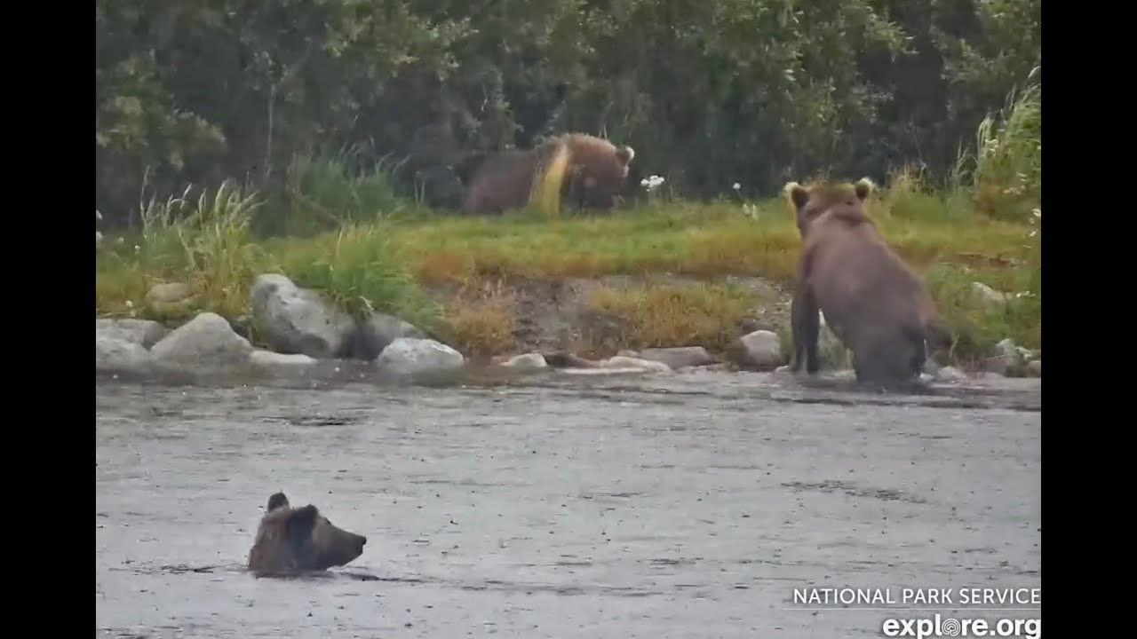 03 Sep 2023: 910s finish fishing at bridge area (explore.org) - YouTube