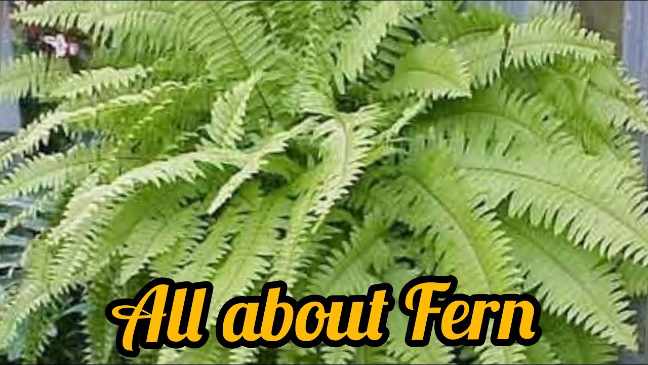 All about Golden Fern- Air purifier indoor plant | Complete care of ...