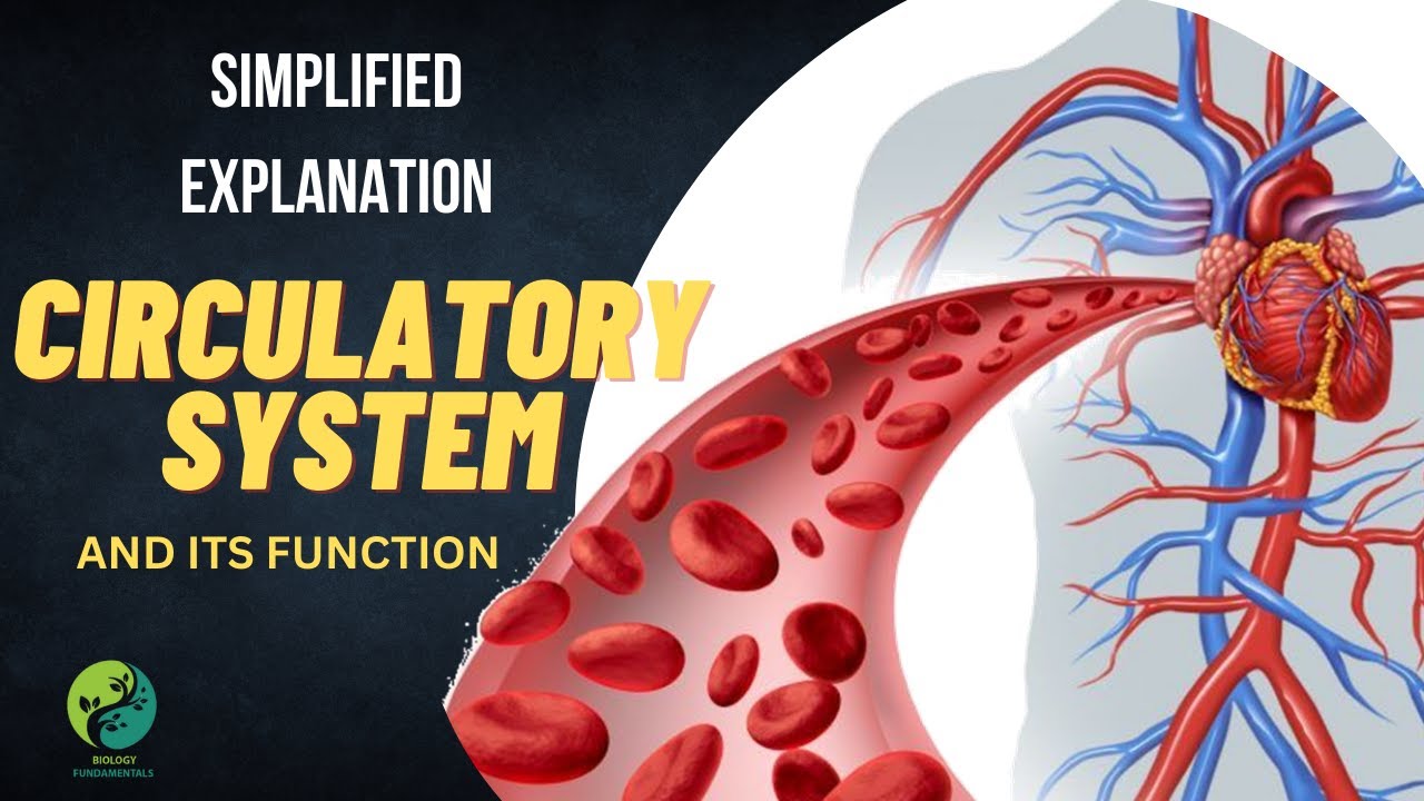 CIRCULATORY SYSTEM AND ITS FUNCTION |BIOLOGY | HUMAN PHYSIOLOGY |HUMAN ...
