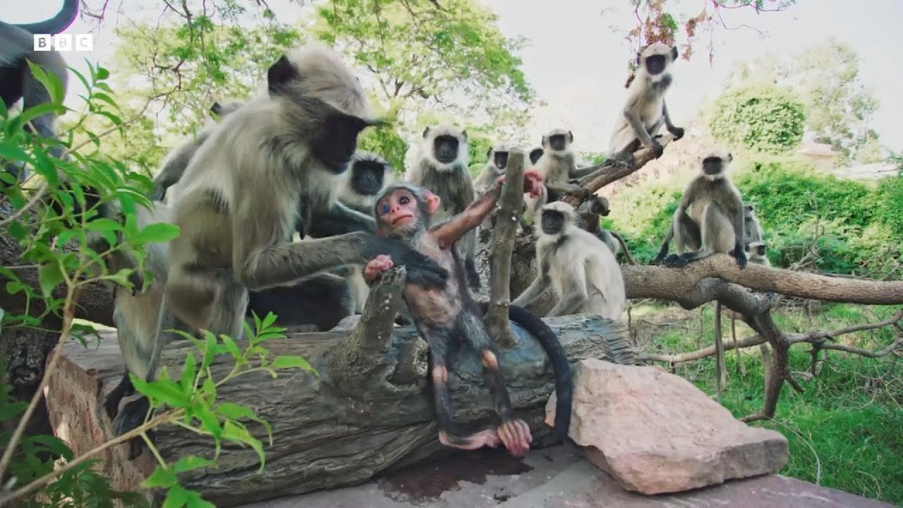 Rajasthan Monkey | Baby Monkey Mistaken For Dead and Mourned By Troop ...