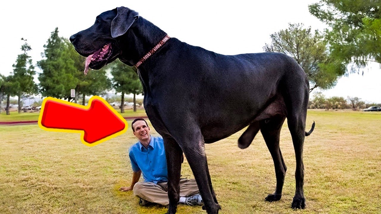 THE BIGGEST GREAT DANES DOGS EVER - YouTube