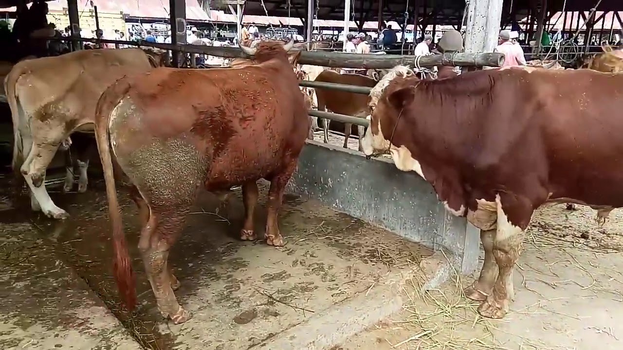 Harga sapi jantan penggemukan masih bertahan dan banyak pembeli. - YouTube