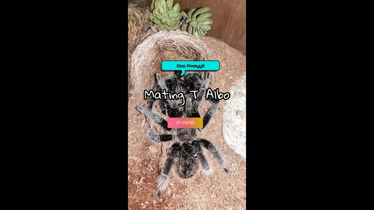 Mating video #2 | T. Albo | Tarantula | Vlog#6 | - YouTube