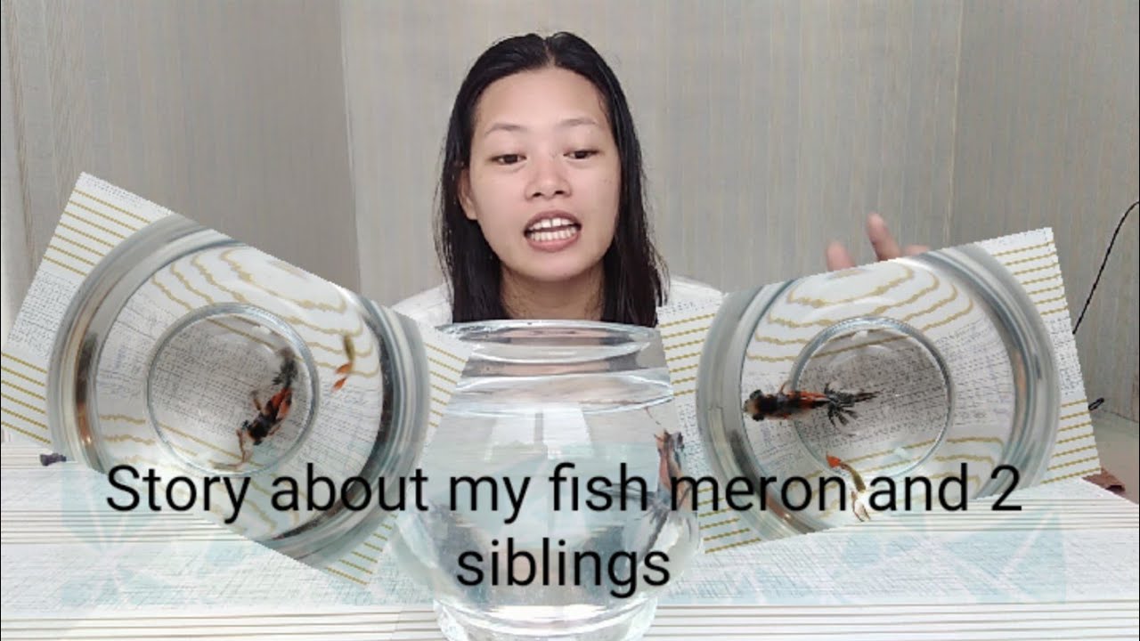 Story of my fish (meron & the 2 siblings) - YouTube