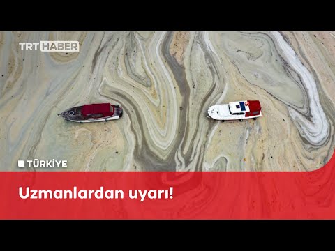 Gemiler müsilajı temiz sulara taşıyabilir