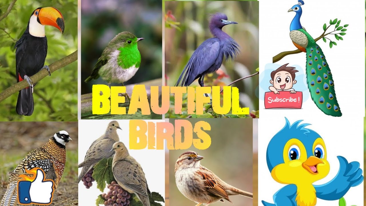 THE WORLD OF BIRD DIVERSITY |MOST BEAUTIFUL BIRDS ON PLANET|AMAZING ...