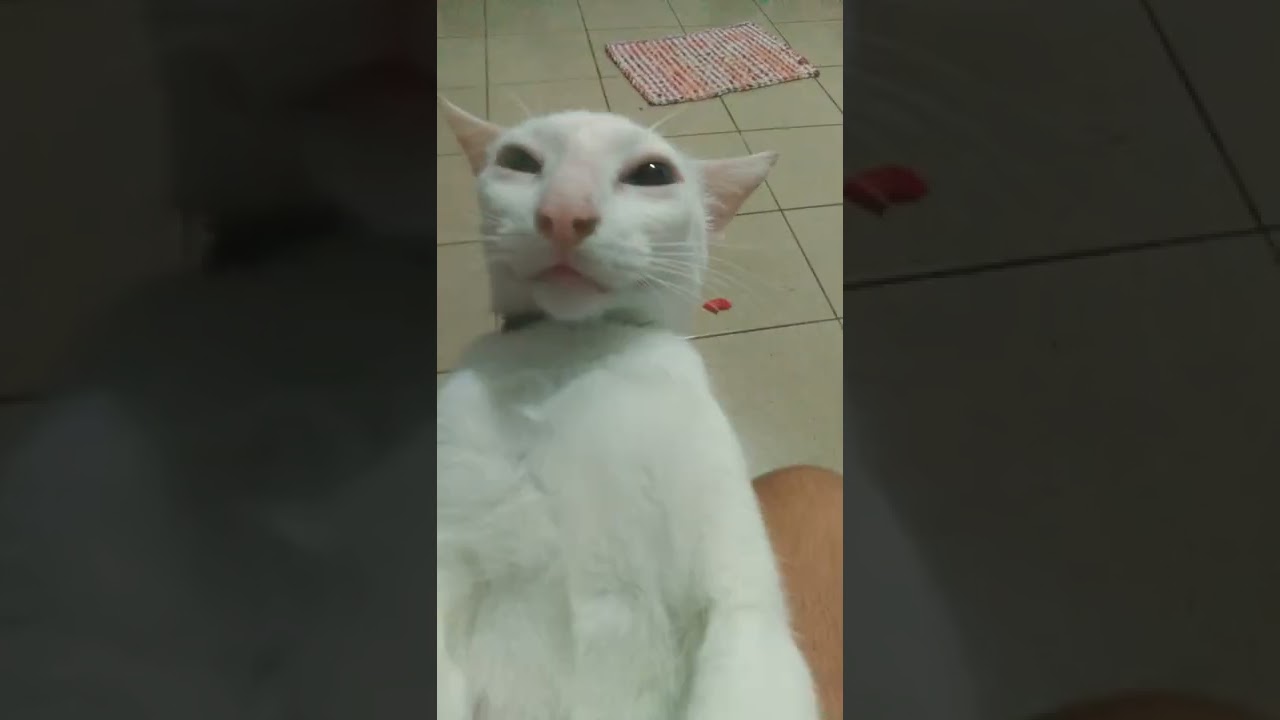 Bababoi version.2 - YouTube