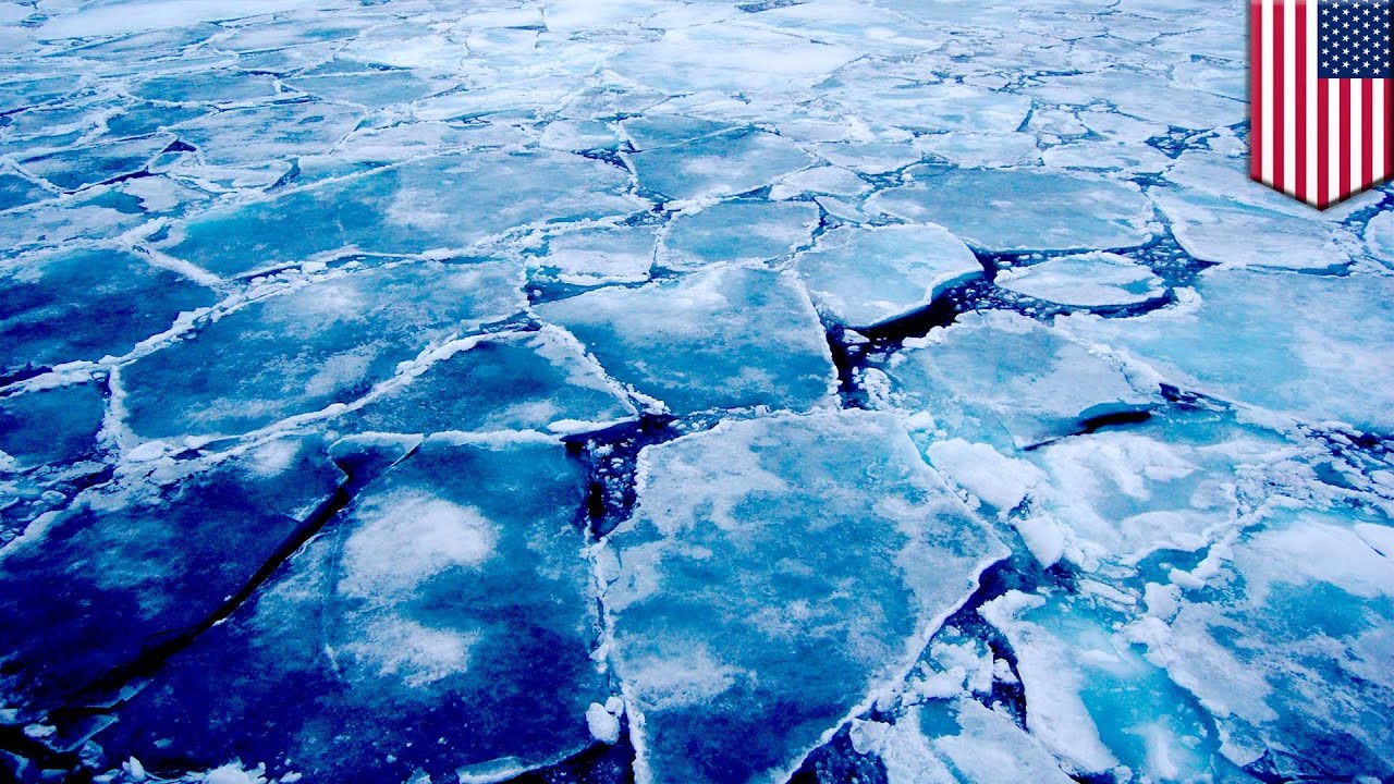 Bering Sea losing ice, threatening key U.S. seafood source - TomoNews ...