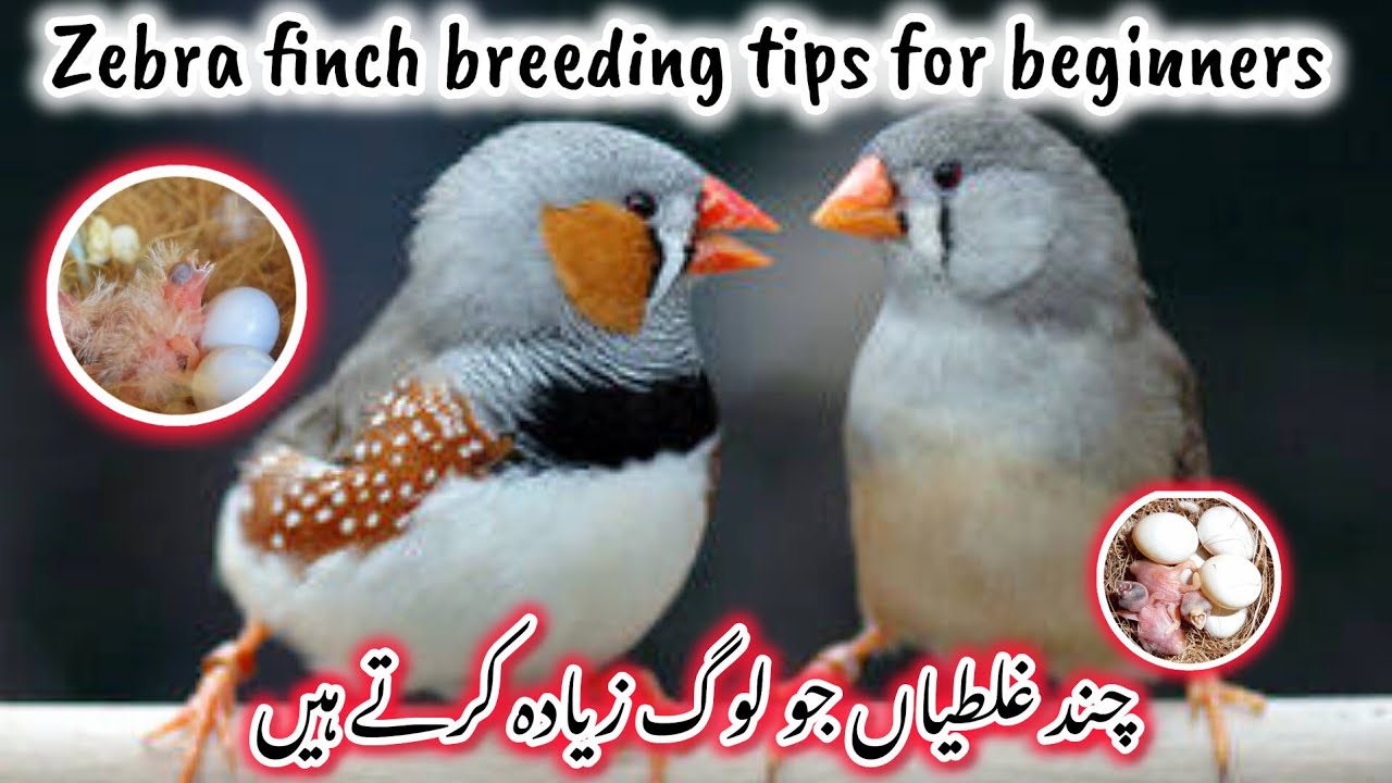 zebra finch breeding tips|zebra finch breeding progress - YouTube