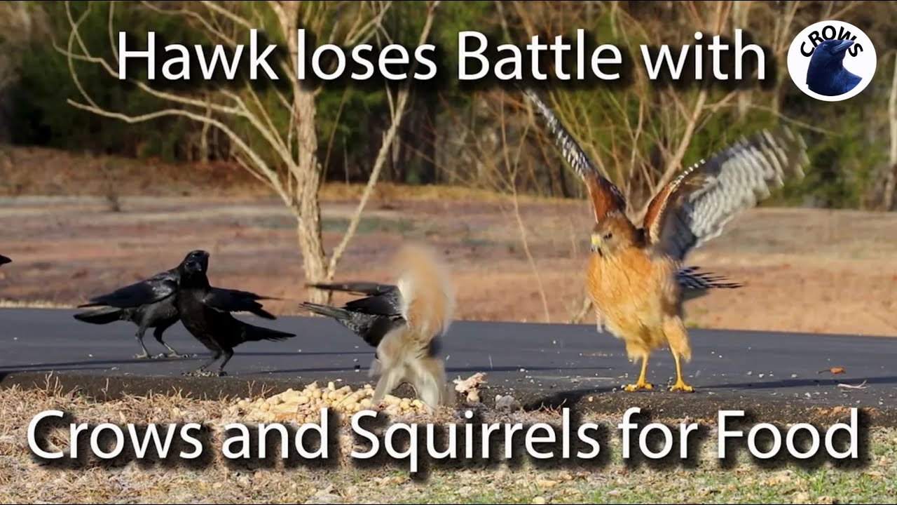 Crows with help from Squirrels chase away Hawk from food - YouTube