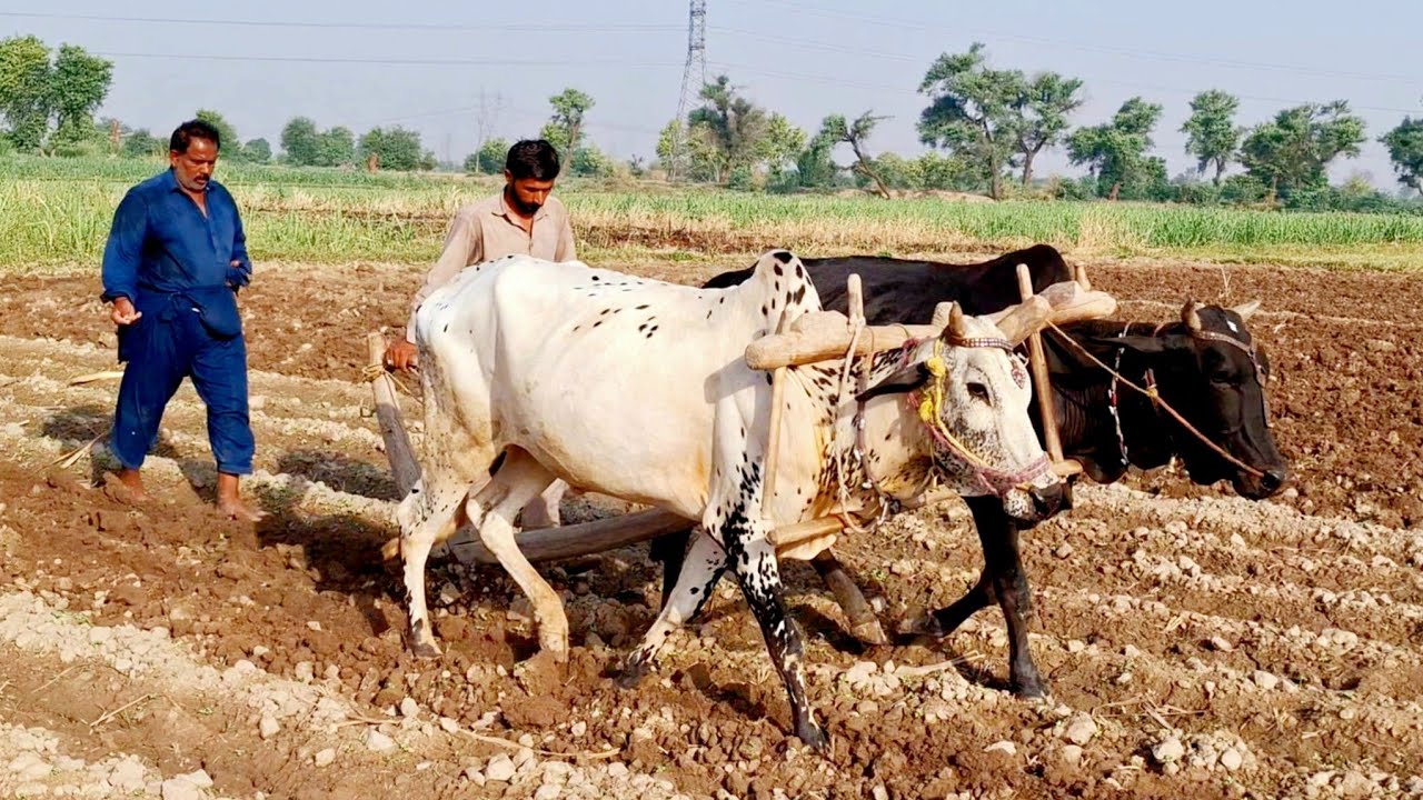 The most unique ancient style bull powered plough | Deep ploughing with ...