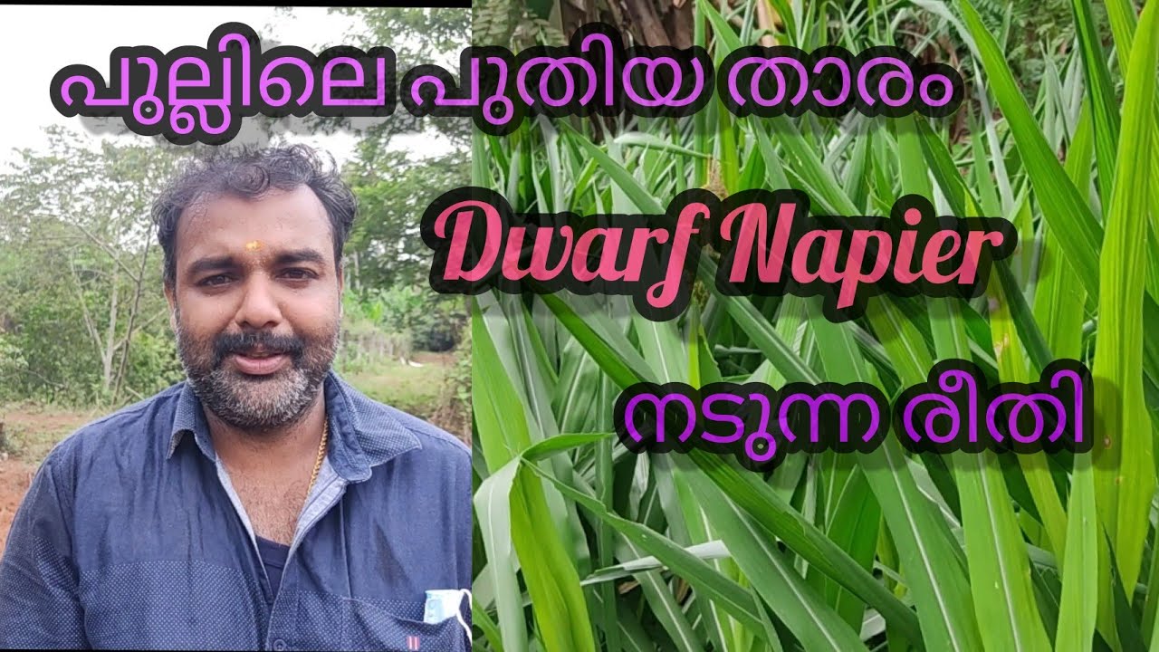 Dwarf Napier | തീറ്റപ്പുൽ കൃഷി |dwarf Napier malayalam | grass farming ...