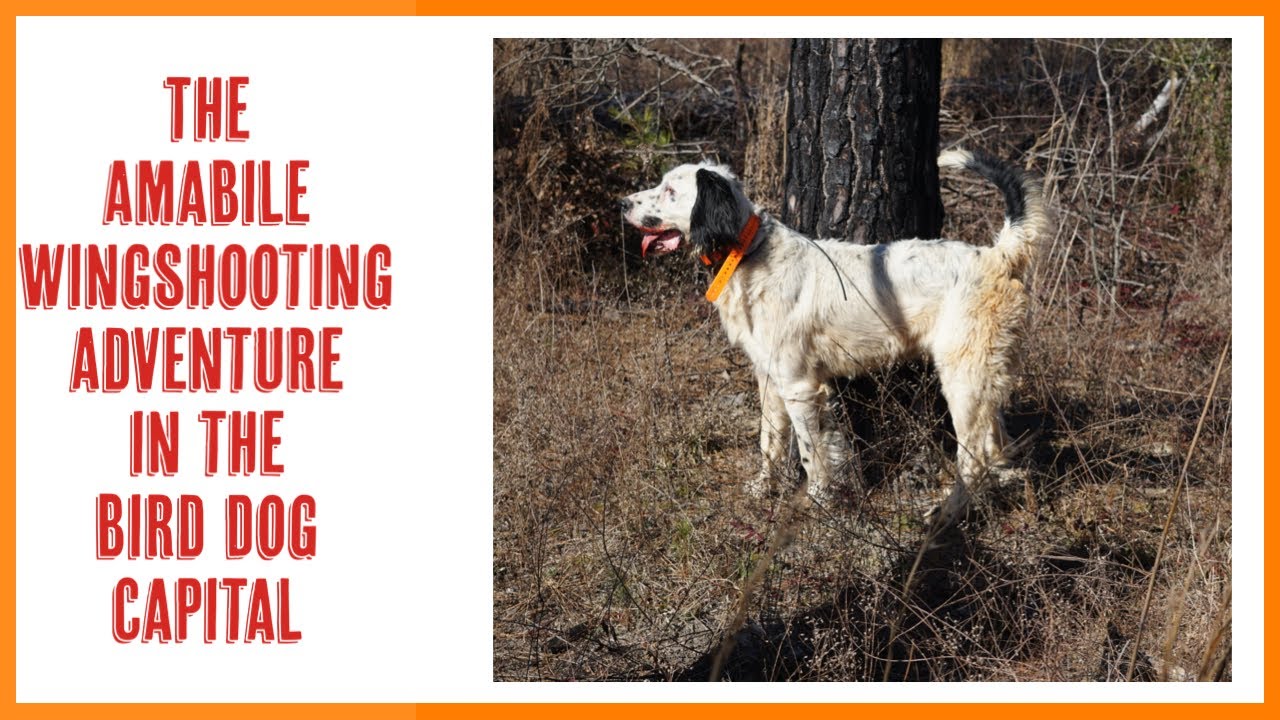 Georgia Wild Quail Hunt 2024 | The Amabile Wingshooting Adventure - YouTube