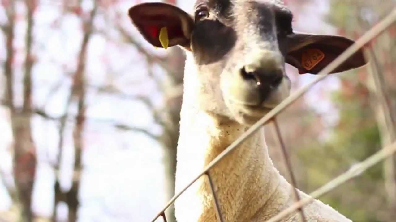 Goats Yelling Like Humans - YouTube