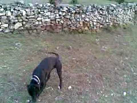 PIT BULL NANO - YouTube