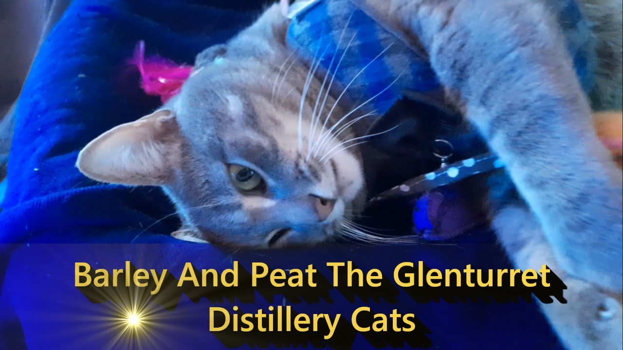 Barley And Peat The Glenturret Distillery Cats - YouTube