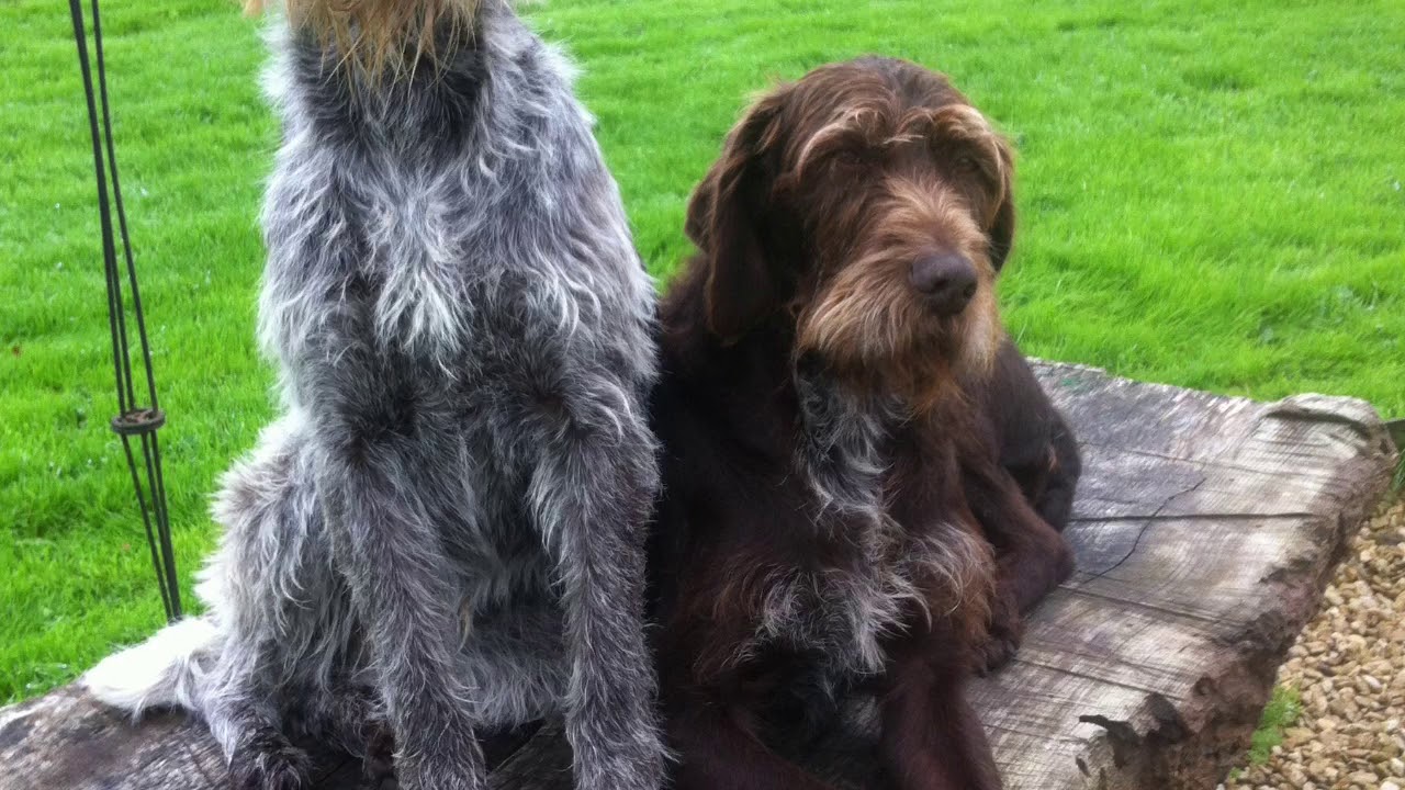 German Wirehaired Pointers - Hard working loyal Falconry dogs - YouTube