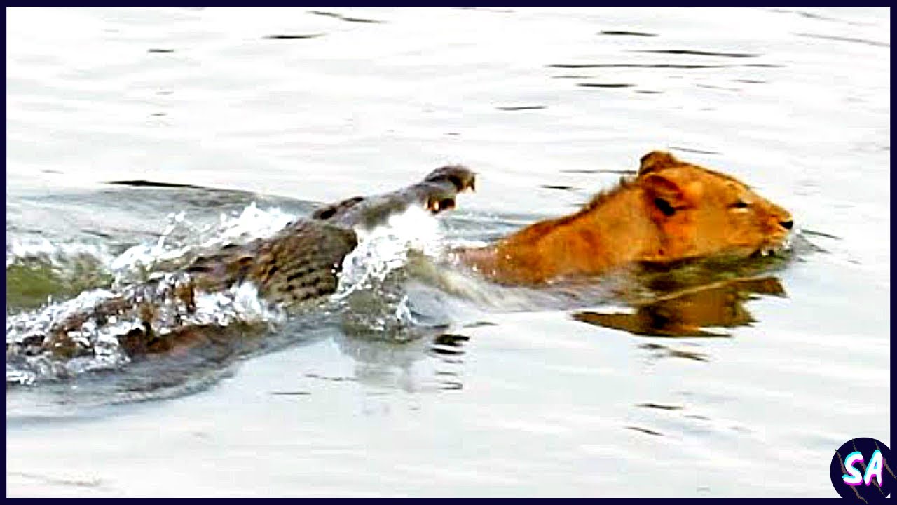 10 Veces Que Los Leones Se Convirtieron En Los Cazados - YouTube