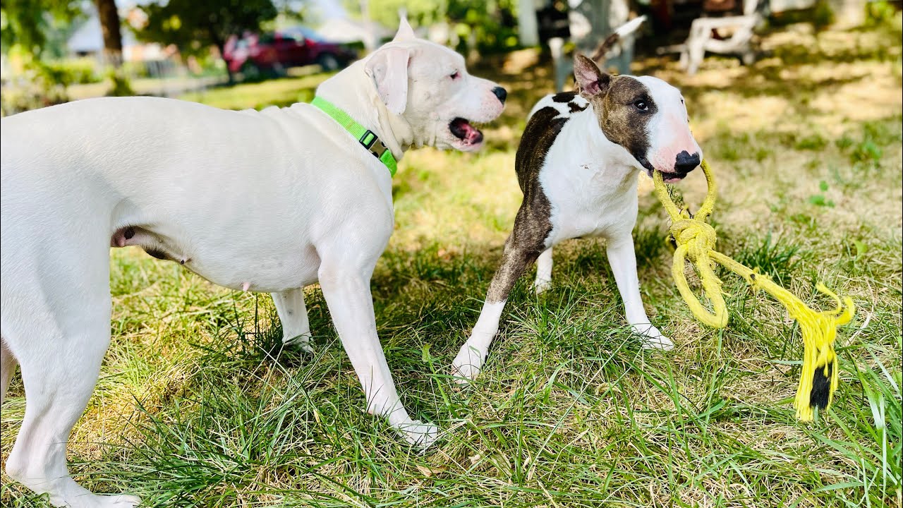 Two #Bulldogs Show Off Their #Love Of #Playing in This Video by Olive ...