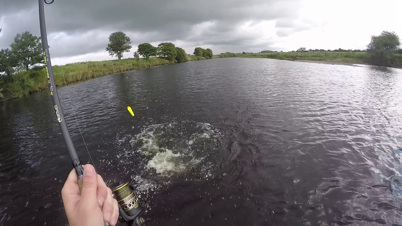 Hen Salmon on the Shrimp, Border Esk. - YouTube