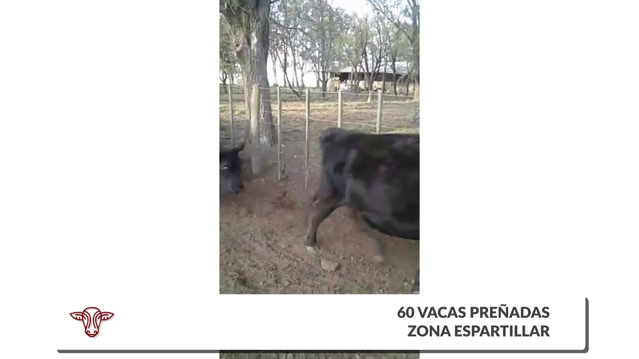 60 Vacas Preñadas - YouTube