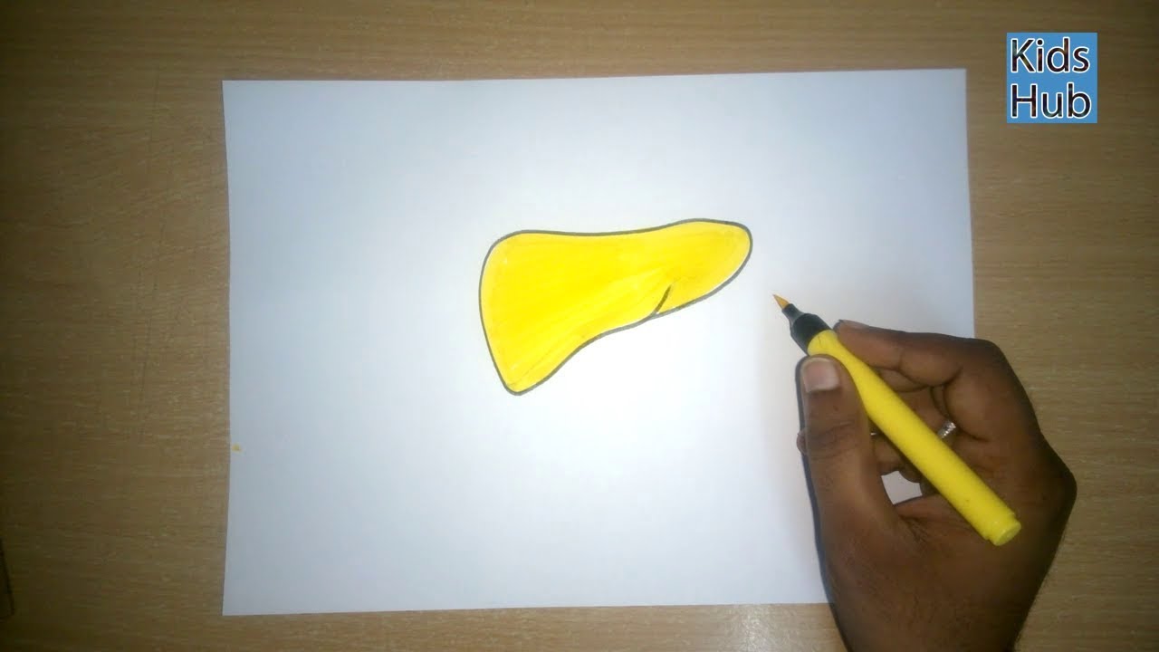 How to draw a Liver | parts of the inner body | Easy step by step ...