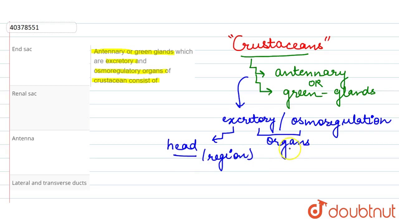 Antennary or green glands which are excretory and osmoregulatory organs ...