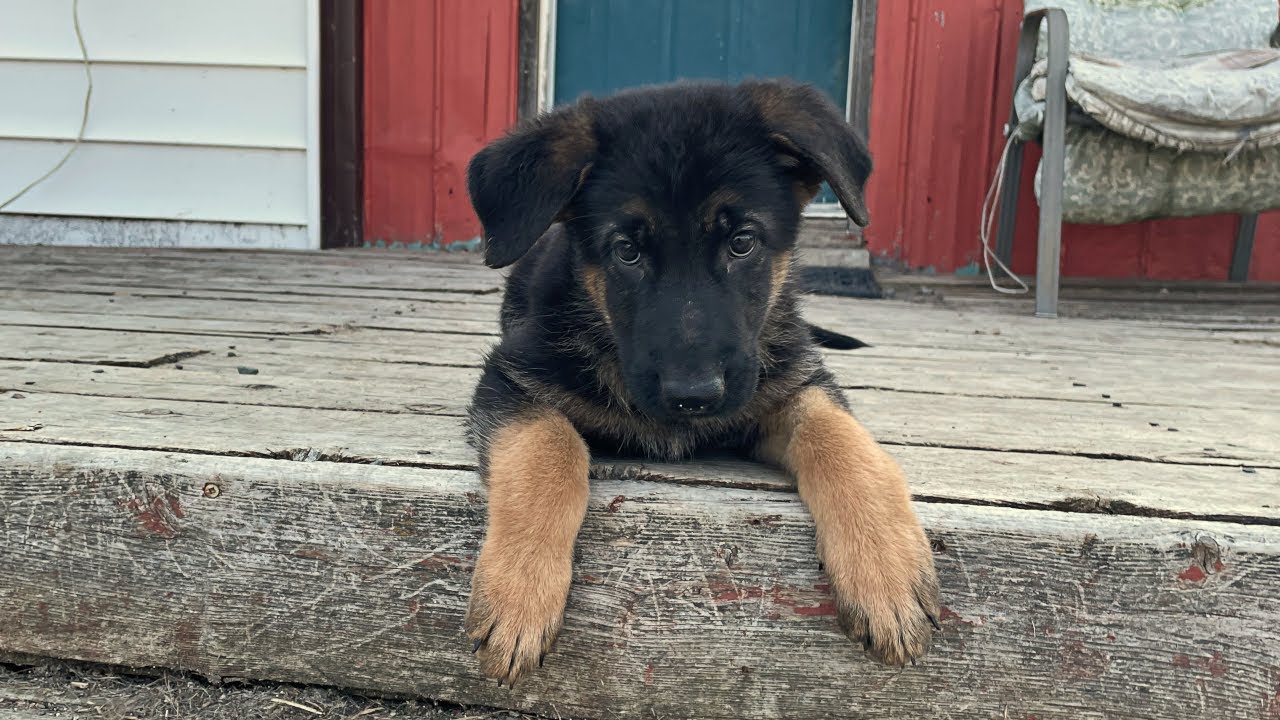 Raising Dramatic Little German Shepherd Puppies. THE CUTEST!!! - YouTube