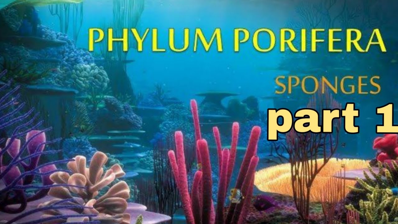 Phylum porifera (sycon) part 1 general character and structure in (HD ...