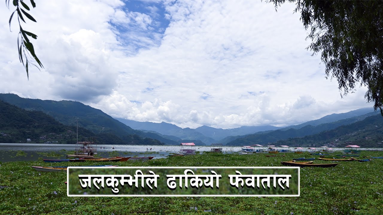 जलकुम्भीले ढाकियो फेवाताल l Phewa Lake, Jalkumbhi Cleaning - YouTube