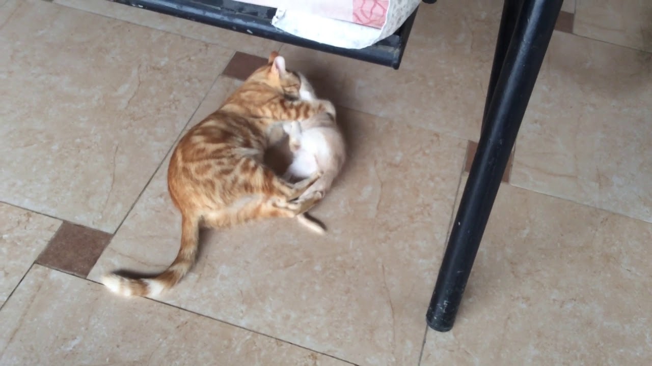 Cat bites his little baby - YouTube