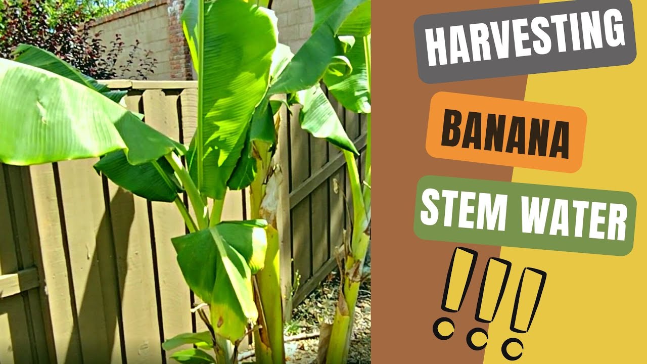 Harvesting Banana Stem Water: Step-by-Step Guide from Plant to Glass ...
