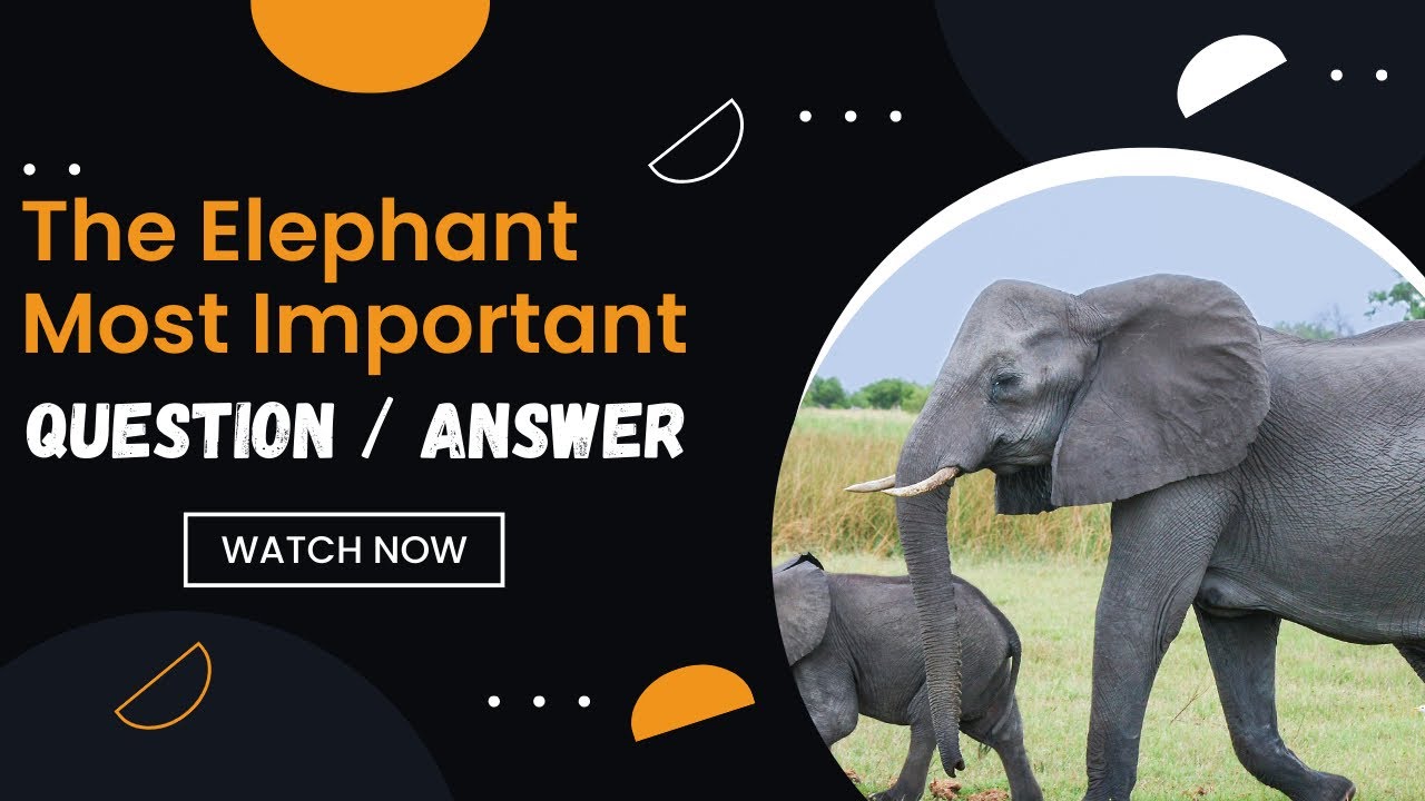 The Elephant | Question Answers| Short Story | LLB Part 2 | Legal Facts ...