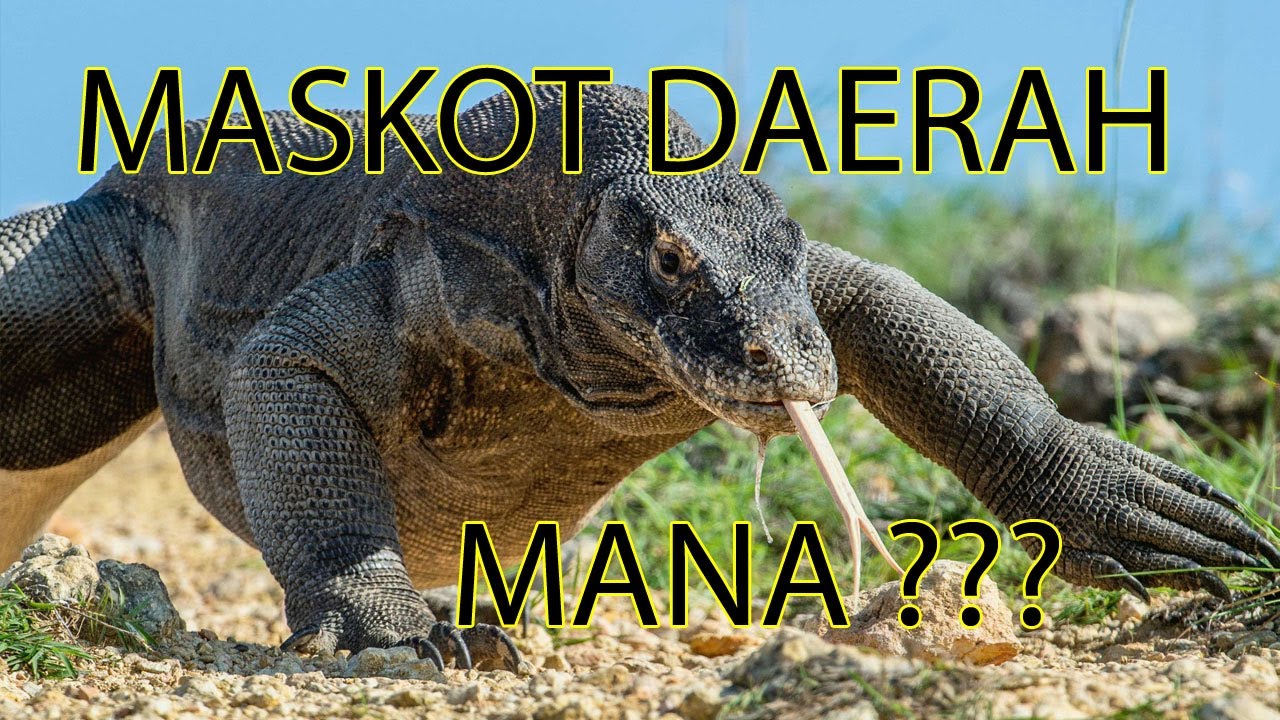 fauna identitas provinsi-provinsi di Indonesia - YouTube
