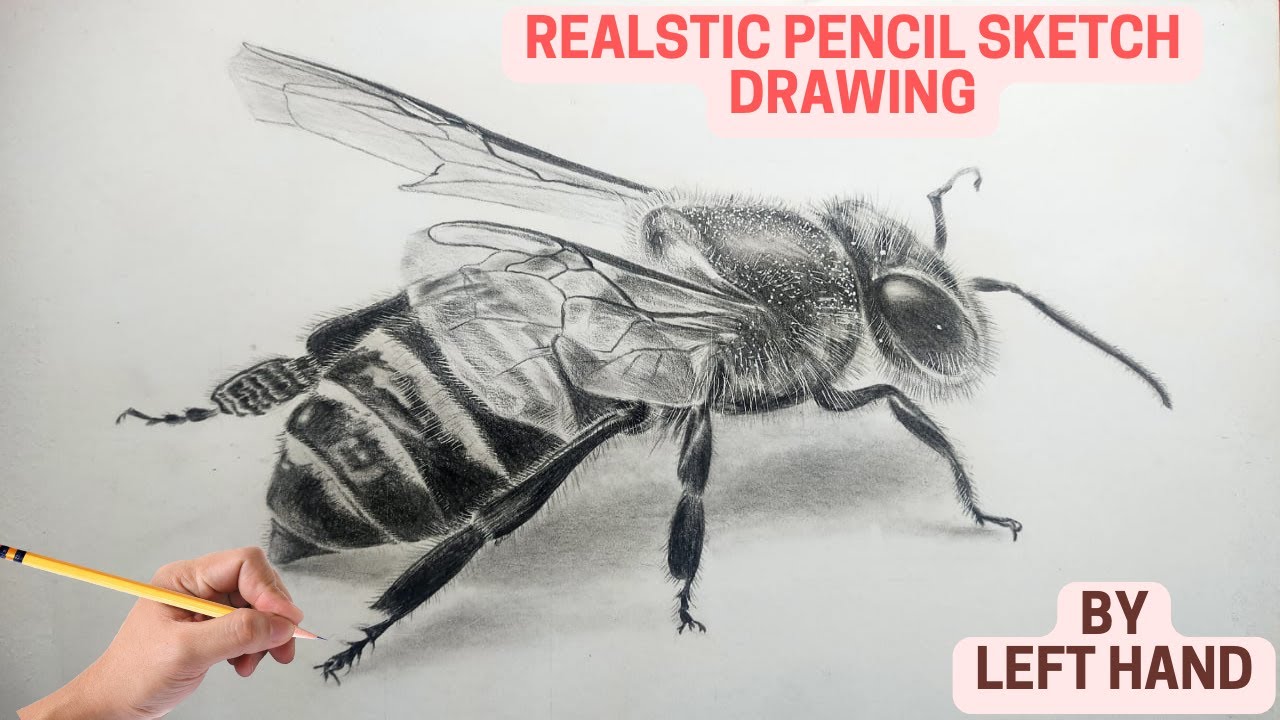 HOW TO DRAW REALISTIC HONEY BEE STEP BY STEP || LEFT HAND PENCIL SKETCH ...
