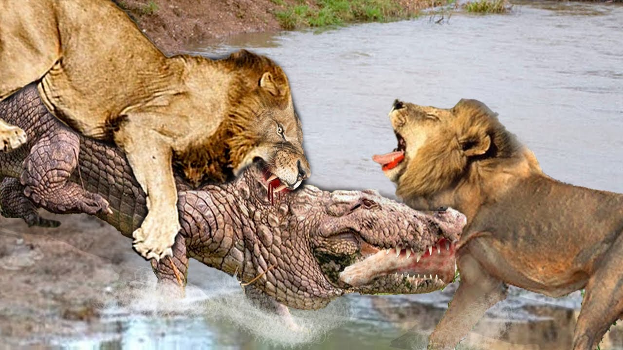 LION KING FAILED ! Lion King Dies For Dare To Challenge Fierce ...