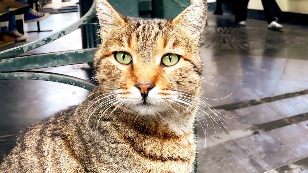 Stray Cat Magic 💕 Stray Cat Finds Joy and Affection Outside a Busy ...